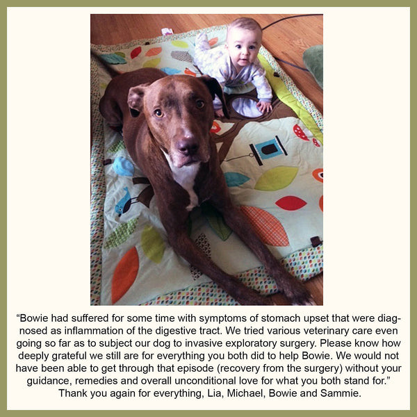 Dog Upset Stomach Remedy – The Pet Health and Nutrition Center