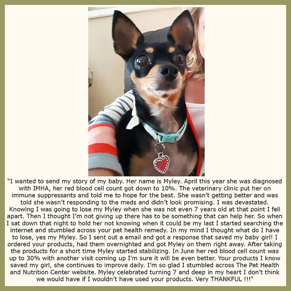 Dog Natural IMHA Supplements Protocol – The Pet Health and Nutrition Center